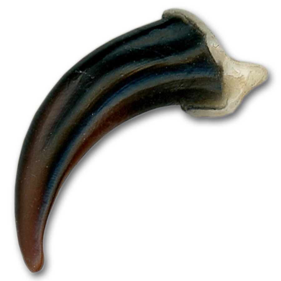 Wolf Claw 1-1/2" | Crazy Crow Trading Post